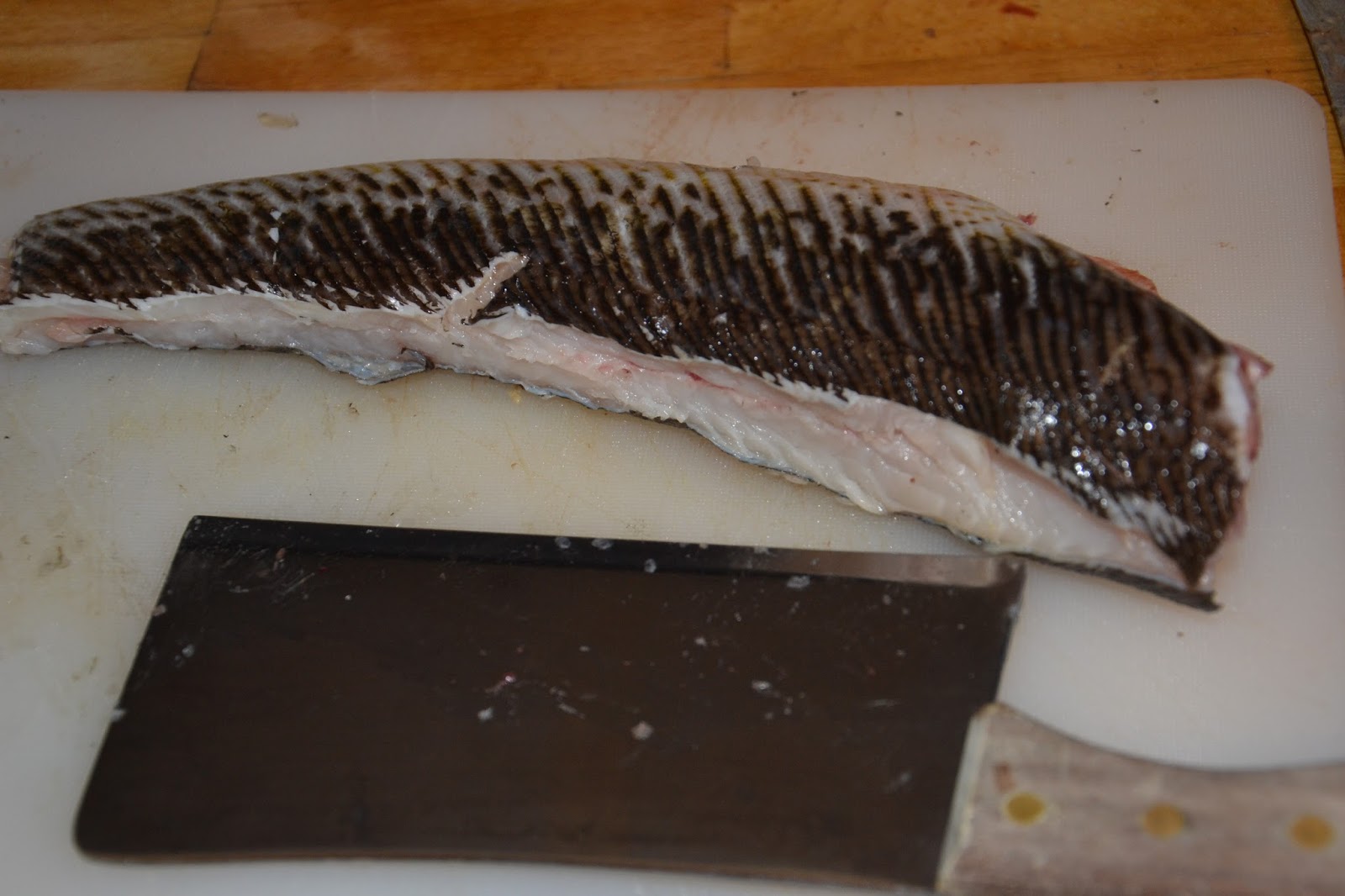 Oppdag Fisk!: Fjesing/Greater Weever/Trachinus Draco (Saltvann)