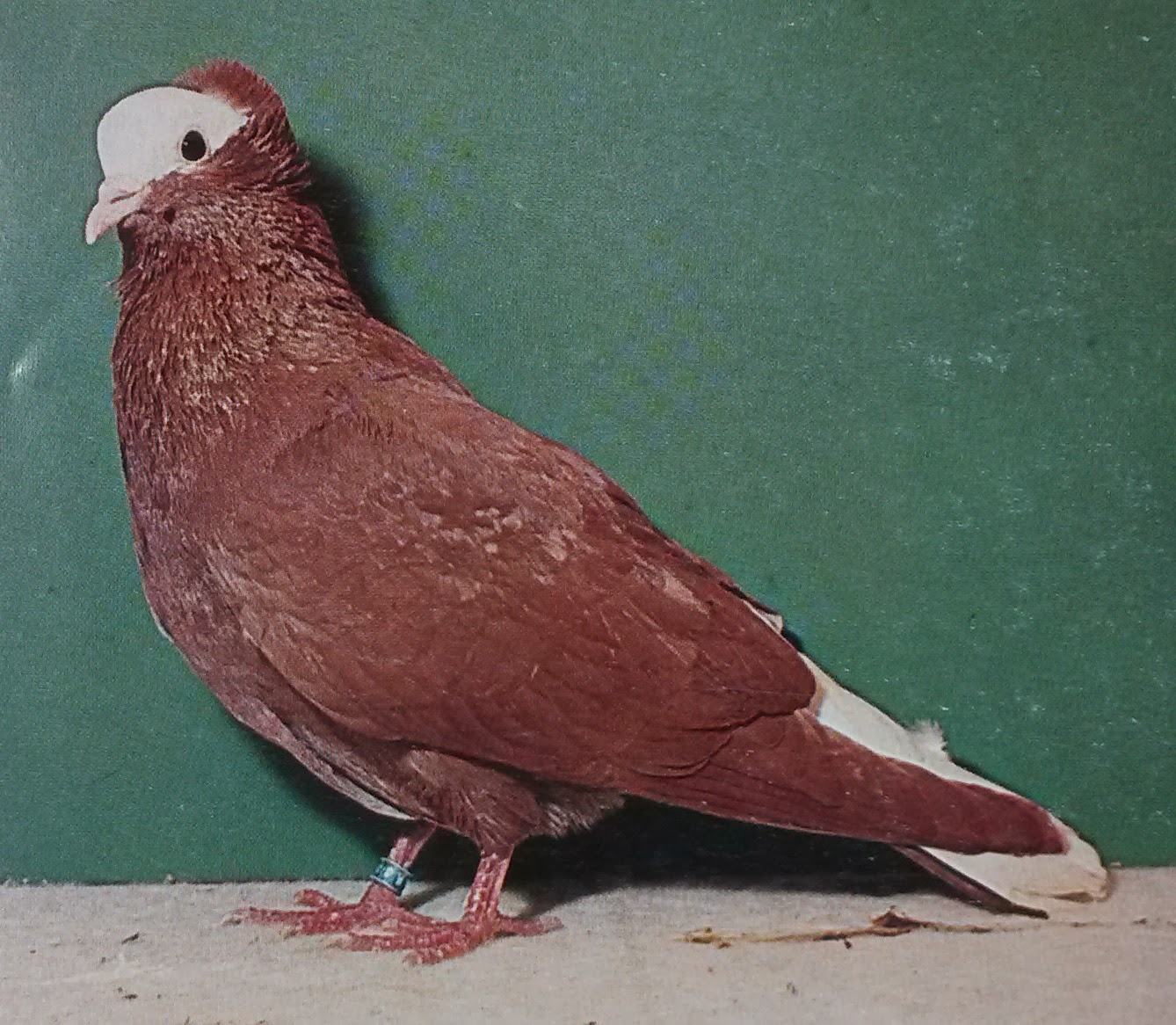 Moulter Pigeon origin descriotion size ornaments colors comment and ...