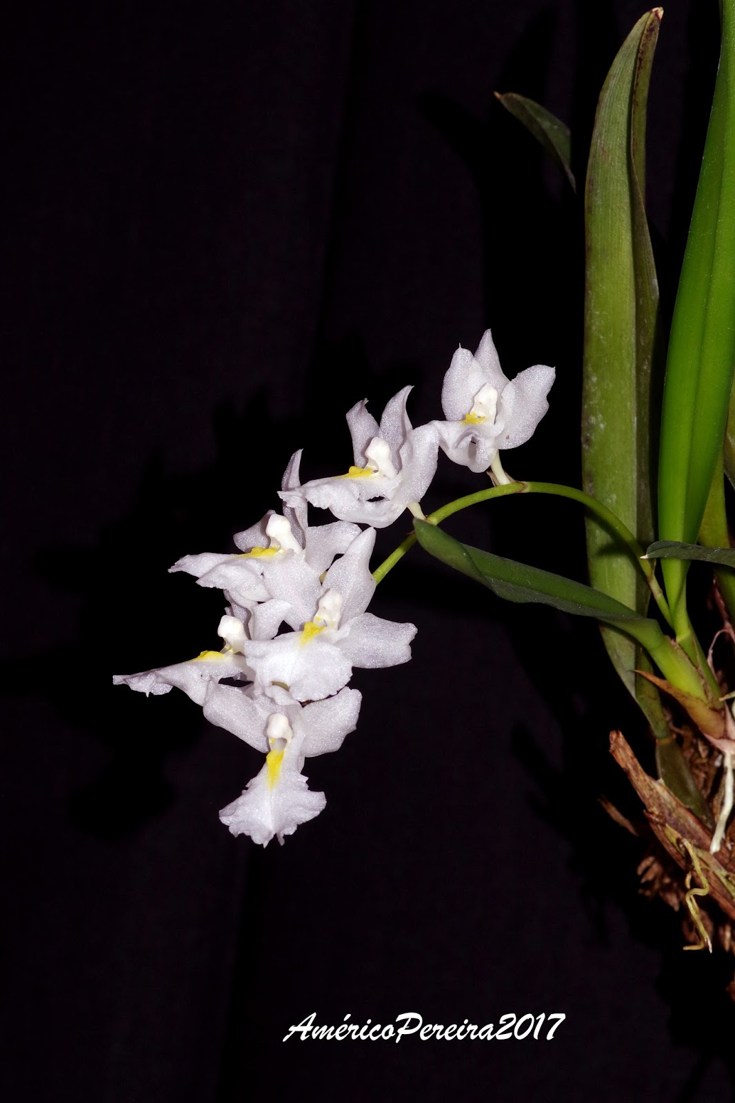 Orquídeas soltas: Rodriguezia venusta