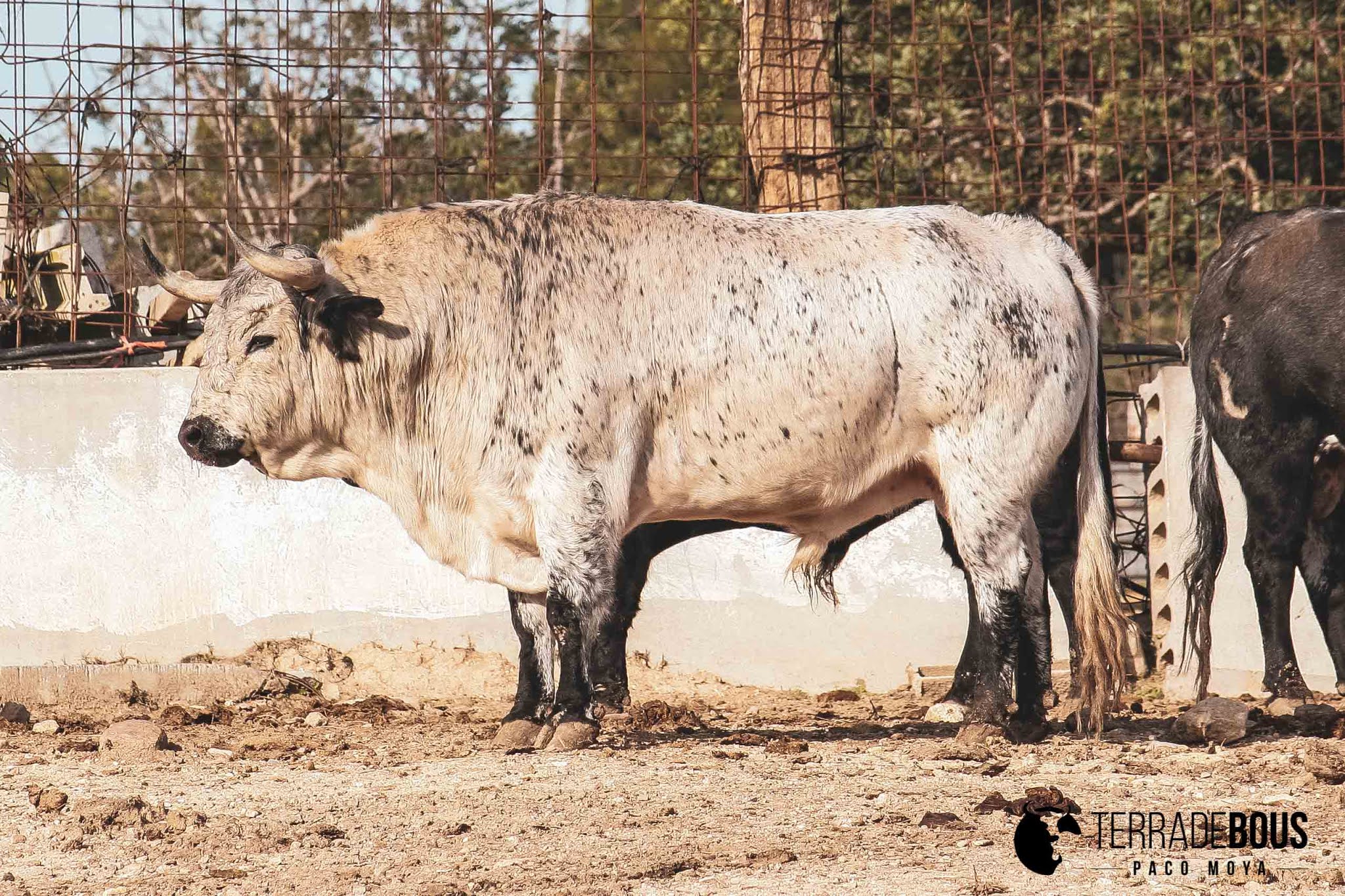 PELAJES DEL TORO DE LIDIA: PINTAS BLANCAS