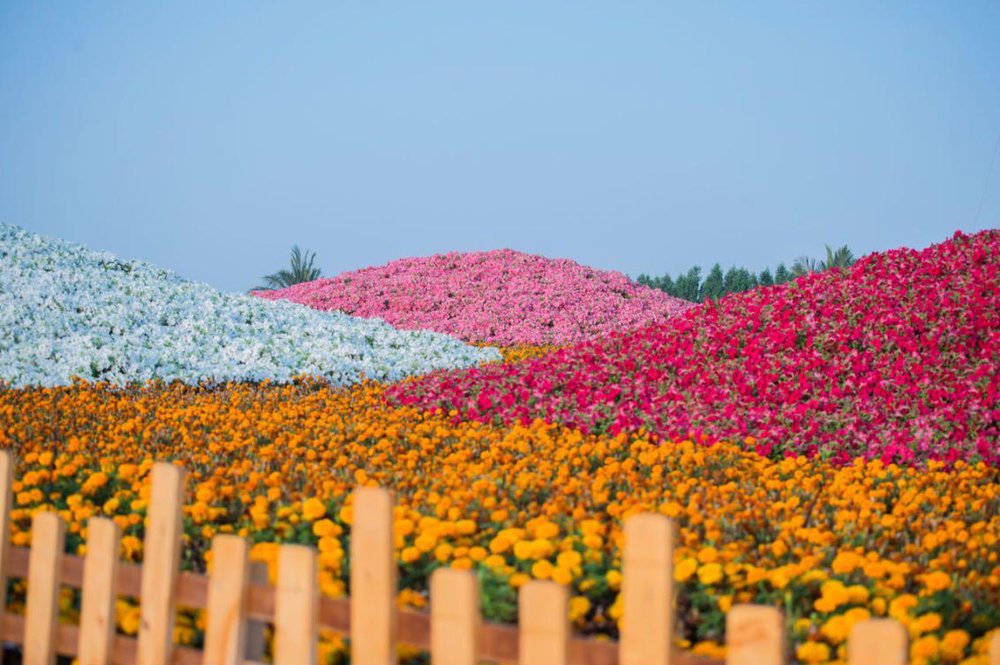 The flowers of Yanbu