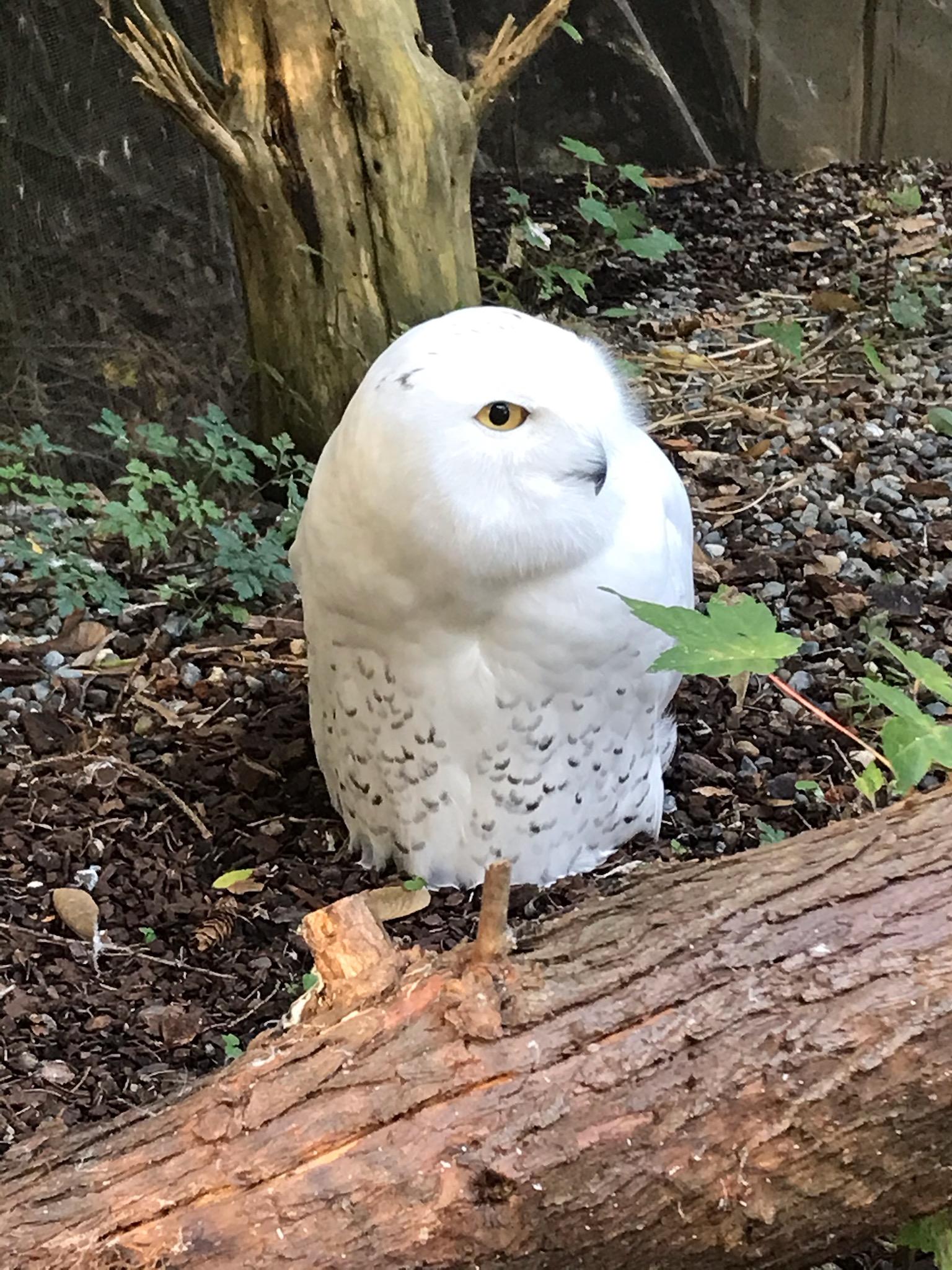 Snowy owl chicks are ready for winter!