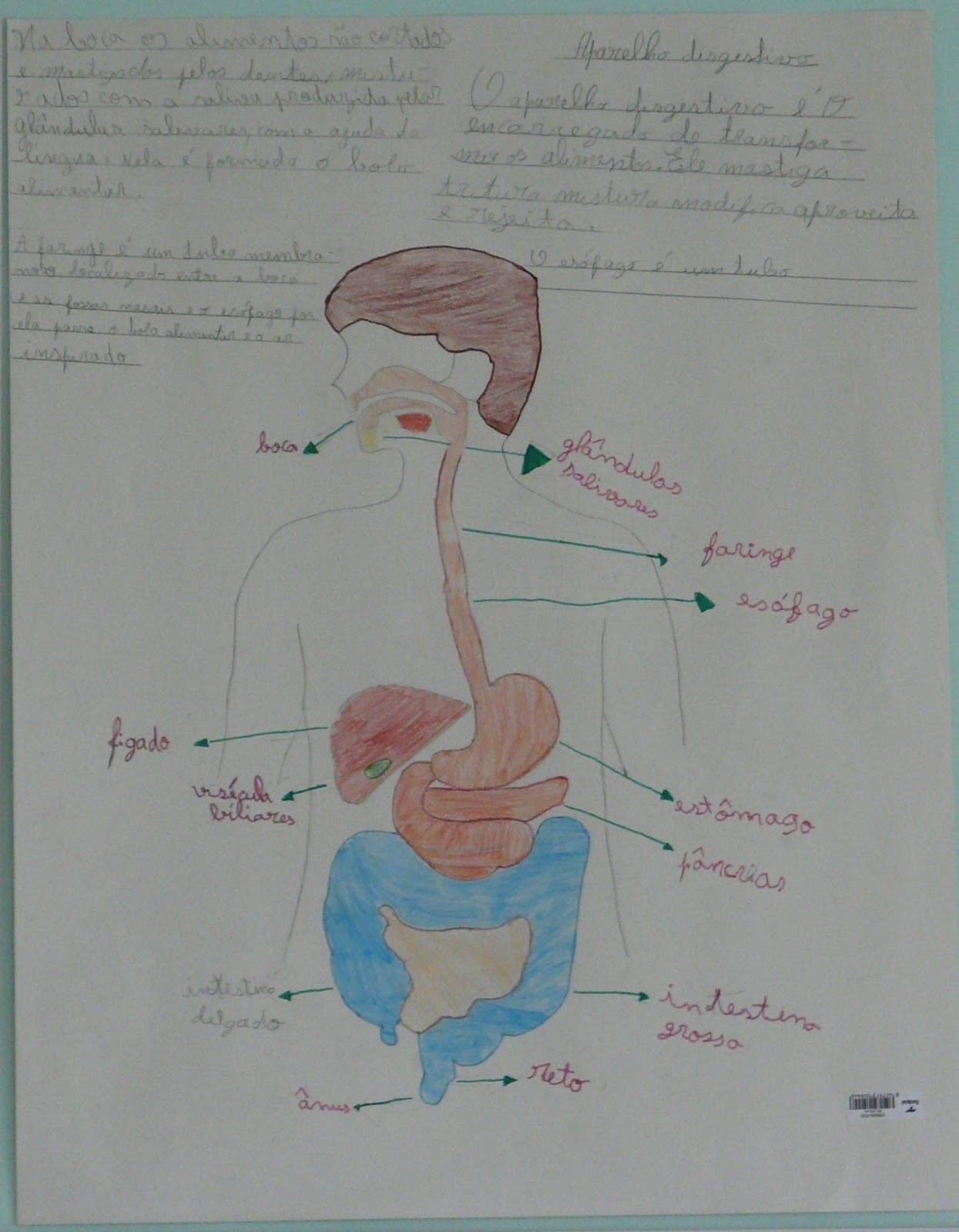 Blog Escola Internacional da Covilhã : Função Digestiva