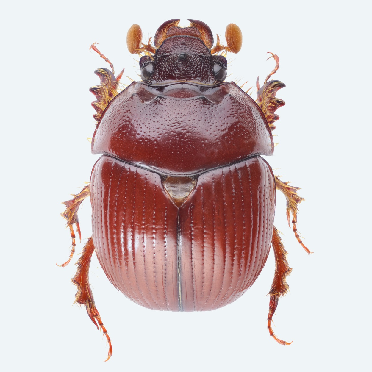 Species New to Science: [Entomology • 2021] Bolbelasmus (Bolbelasmus ...