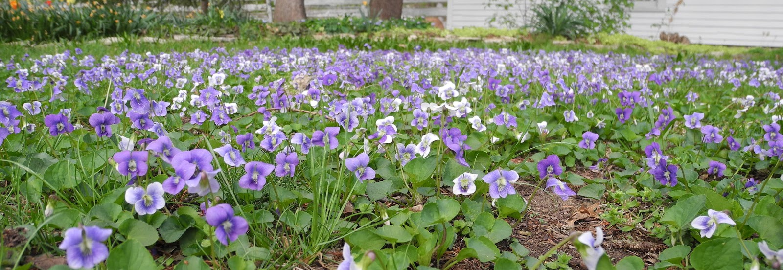 The Phytophactor: Violet lawn