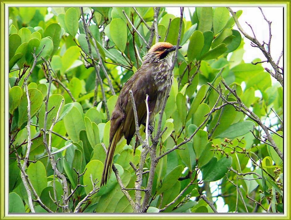 Cucak Rawa - Ocehan Kenari