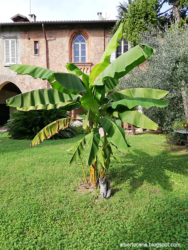 Cresce il banano