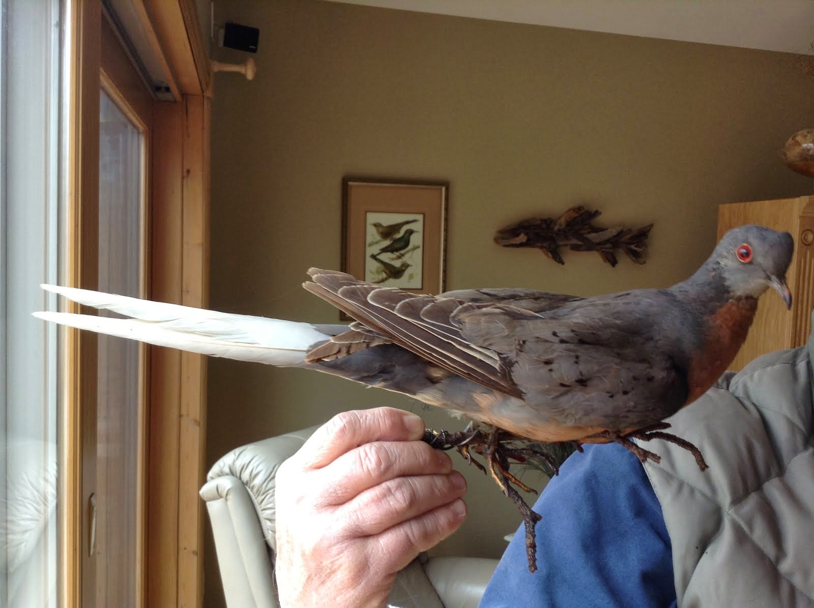 The Passenger Pigeon // La Paloma Migratoria: Mourning Dove and ...
