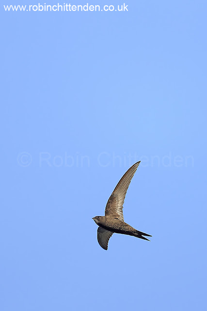 Wildlife Photography: Common Swift (Apus apus) May 2013