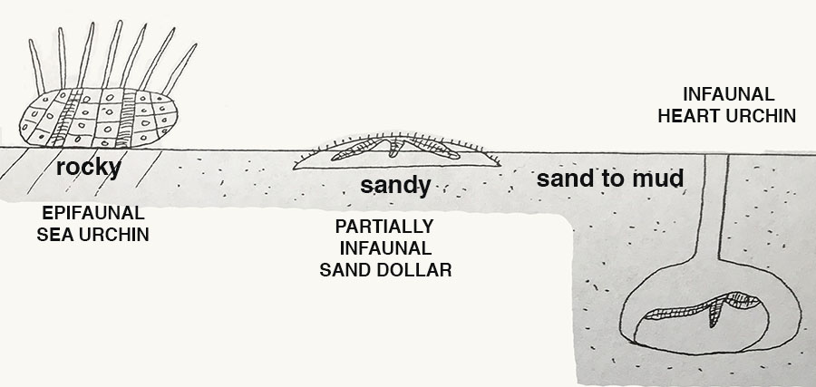 PALEO & GEO TOPICS: Comments by R. L. Squires: Infaunalization of Post ...