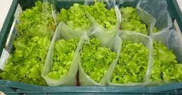 transporte de la lechuga