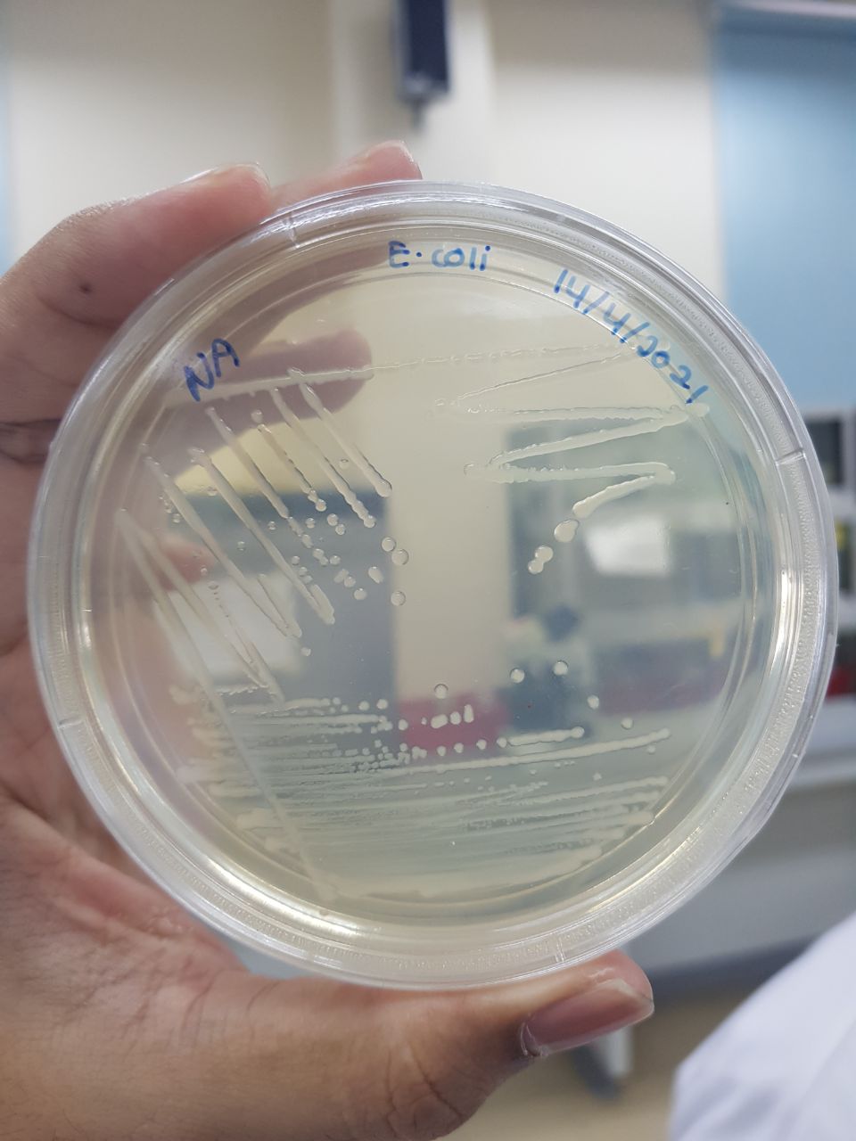 Plant Microbiology Diary: LAB PRACTICAL 2: Introduction to Bacteria ...