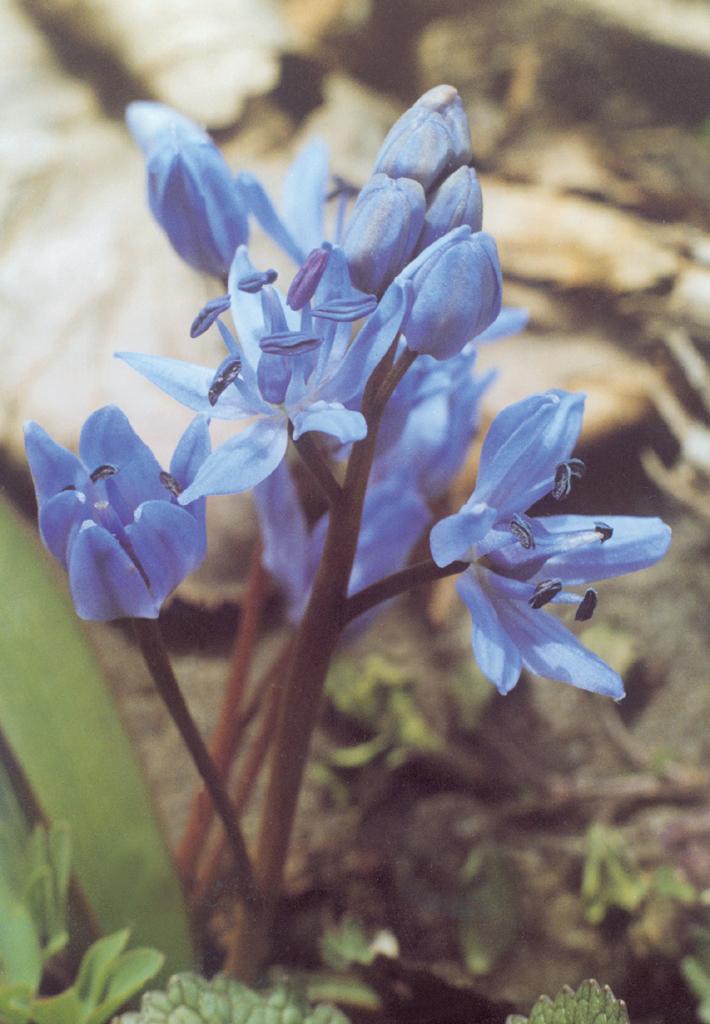 Oglinda lui Erised: Viorele