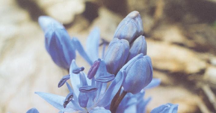 Oglinda lui Erised: Viorele