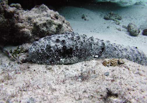 Lolly Fish - Sea Cucumber - Alfa Enterprises (PVT) Ltd. Welcome to Sri ...