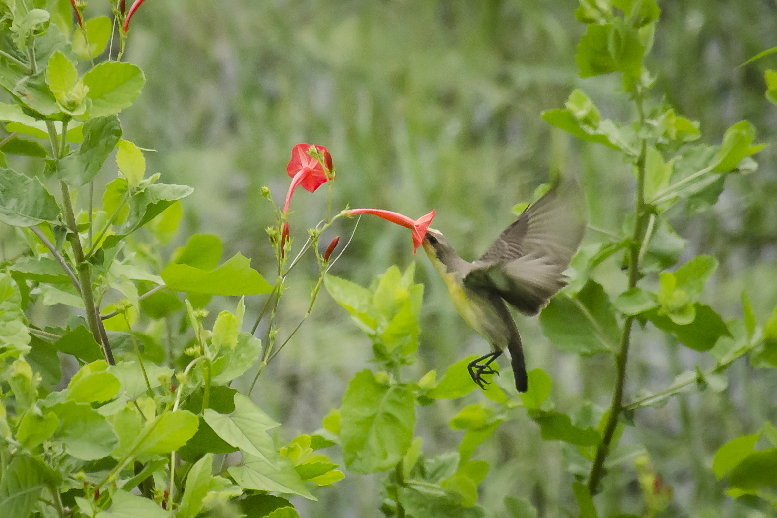 Backyard Bird Photography: Purple SUNBIRD