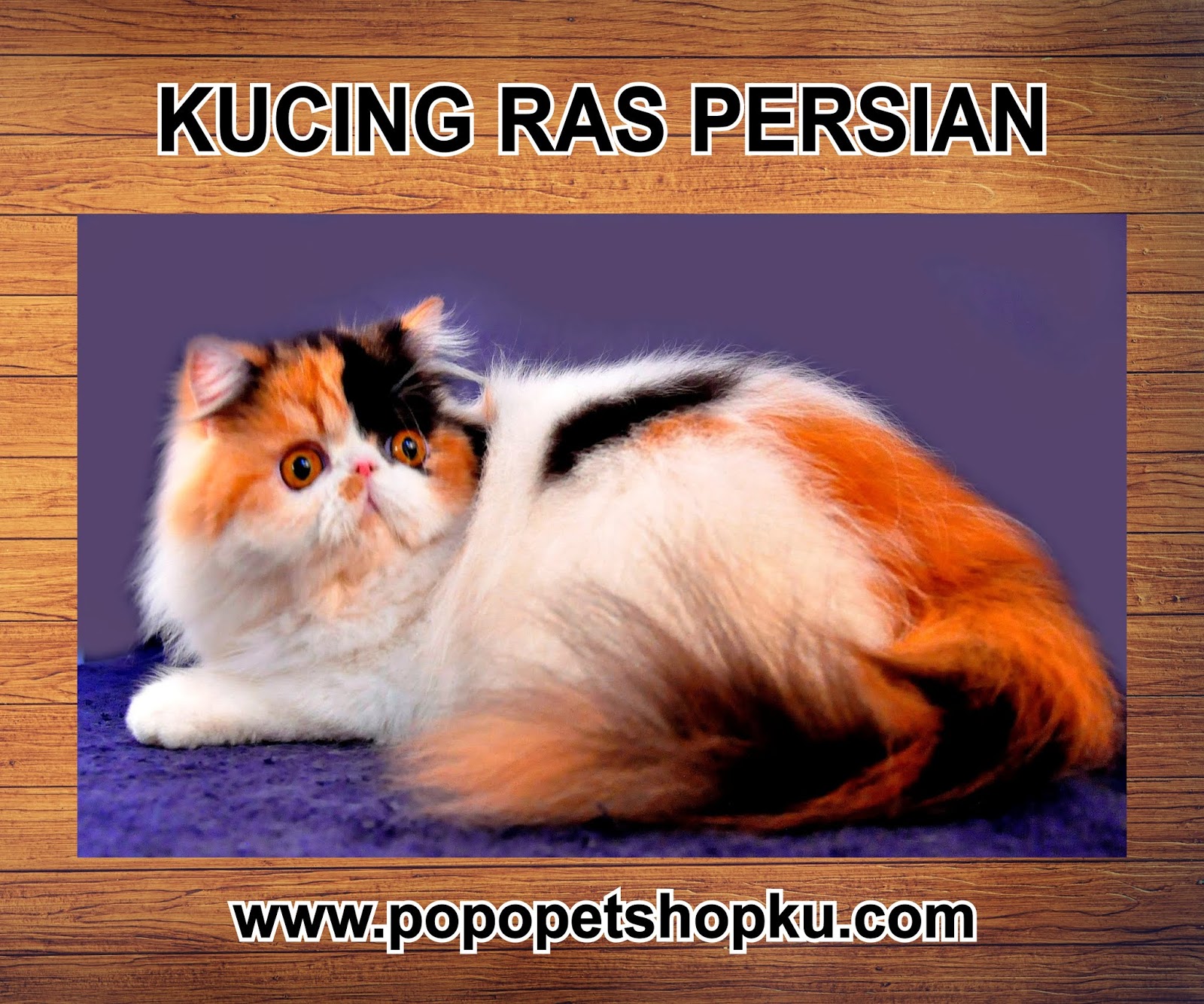 POPO PETSHOP: Jenis-Jenis Kucing Ras Populer