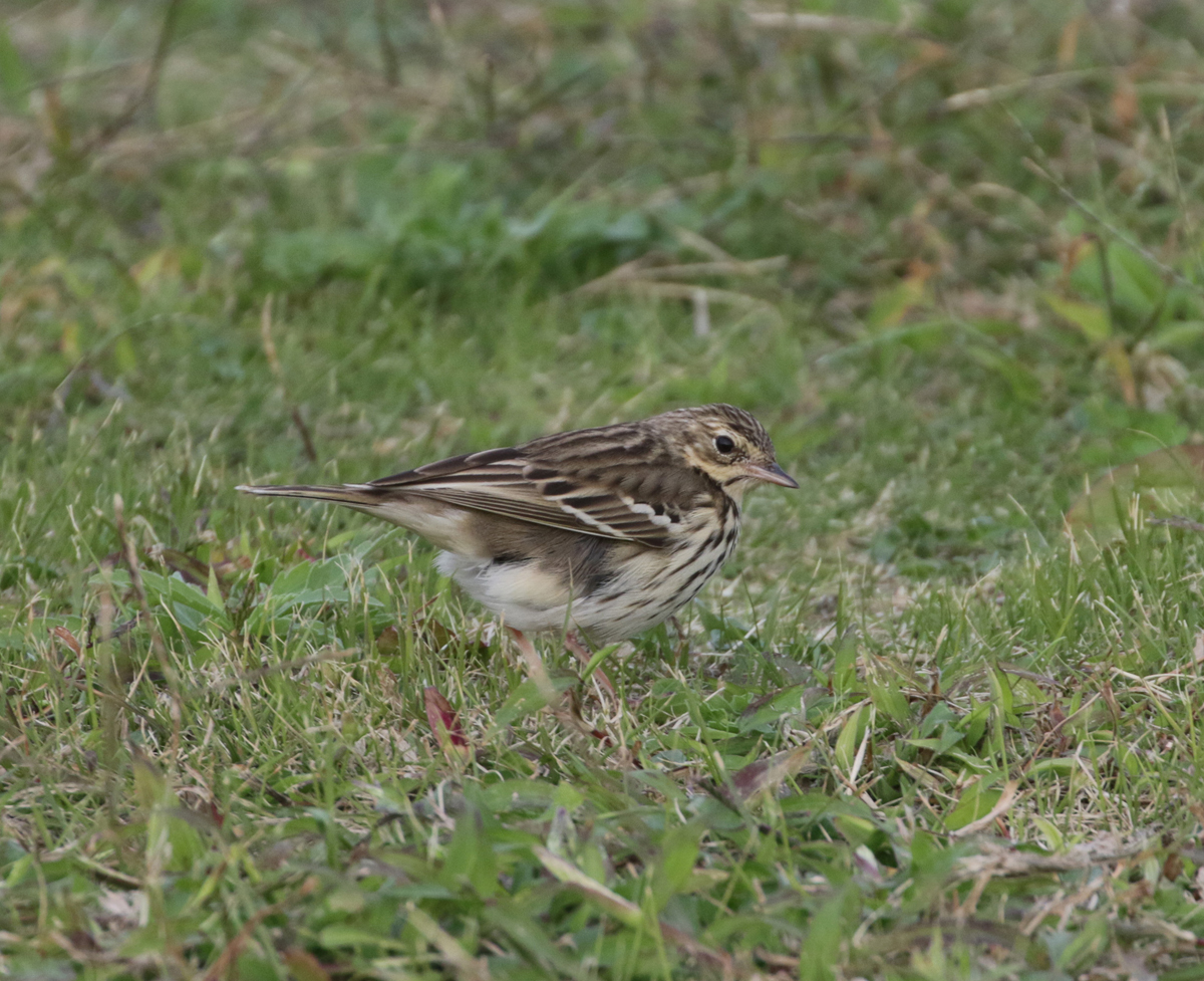 BIRDING - Kyoto, Kansai and Japan: Tree and Red-throated Pipits