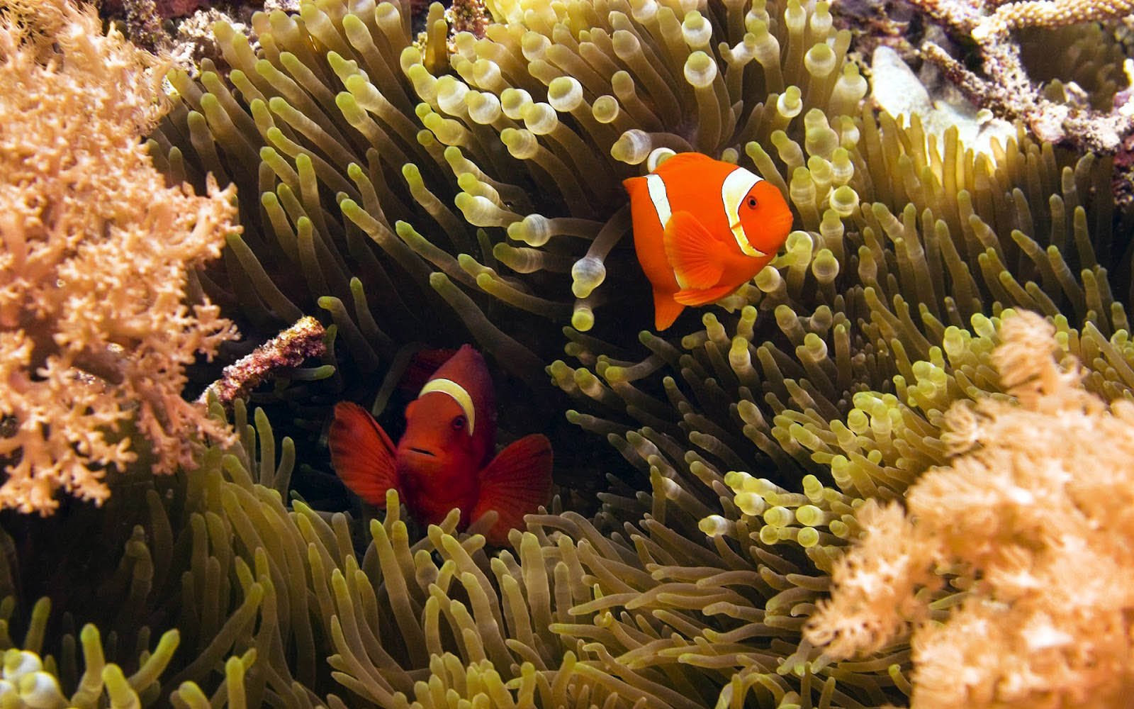 Ikan Dasar Laut 2 - dam Background