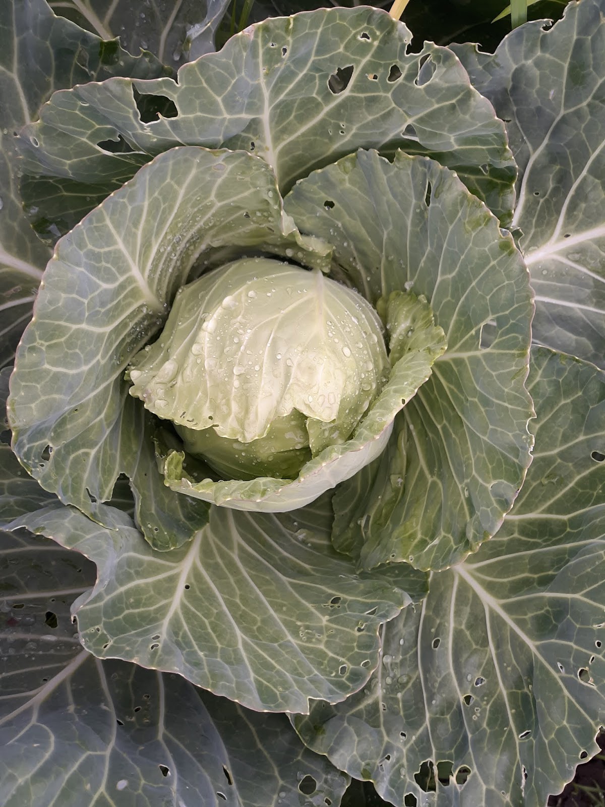 Beyond the Blue Gate