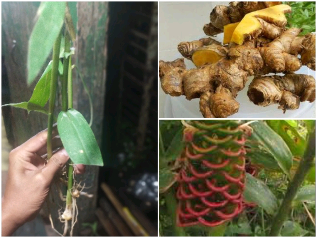 Bangle atau 'Banggulae, Tanaman Kampung Untuk Atasi 10 Penyakit Ini