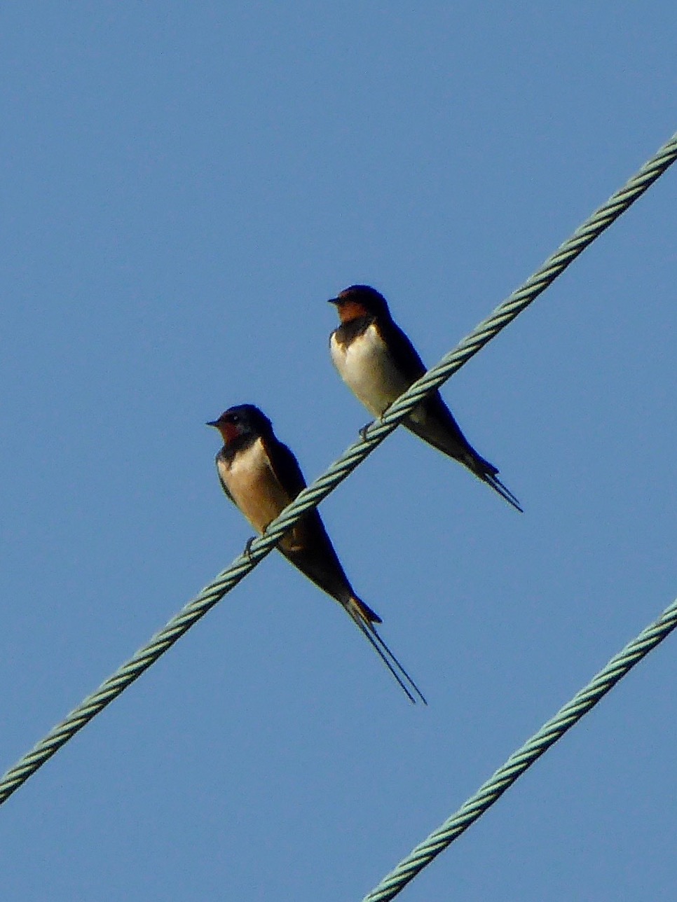 Nature and Weather in SE England: April birds