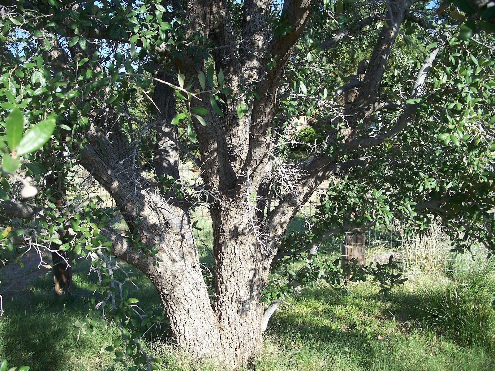 September Tree of the Month: New Mexico Live Oak