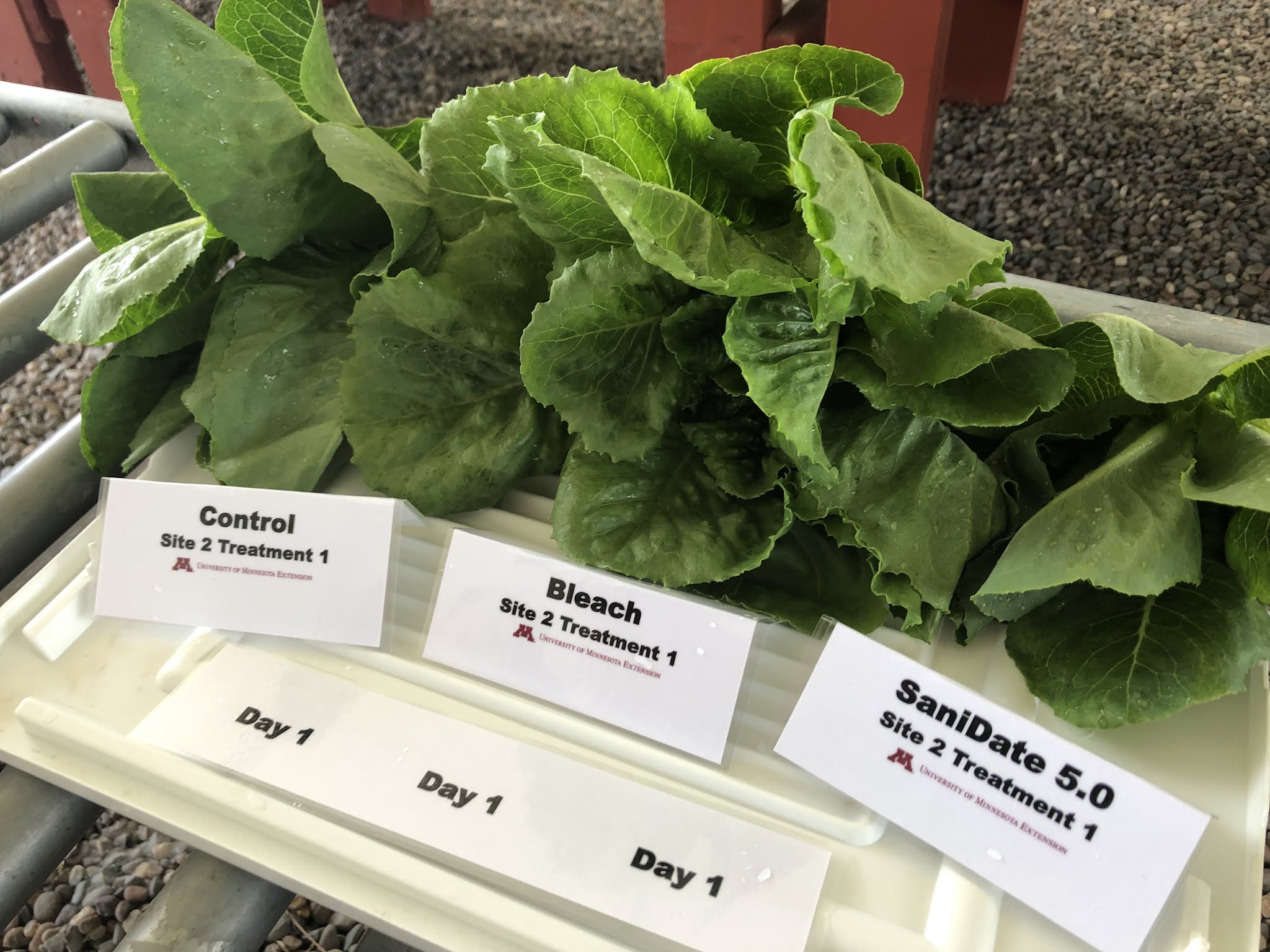 Sanitizer in produce wash water - can it improve shelf life of greens?