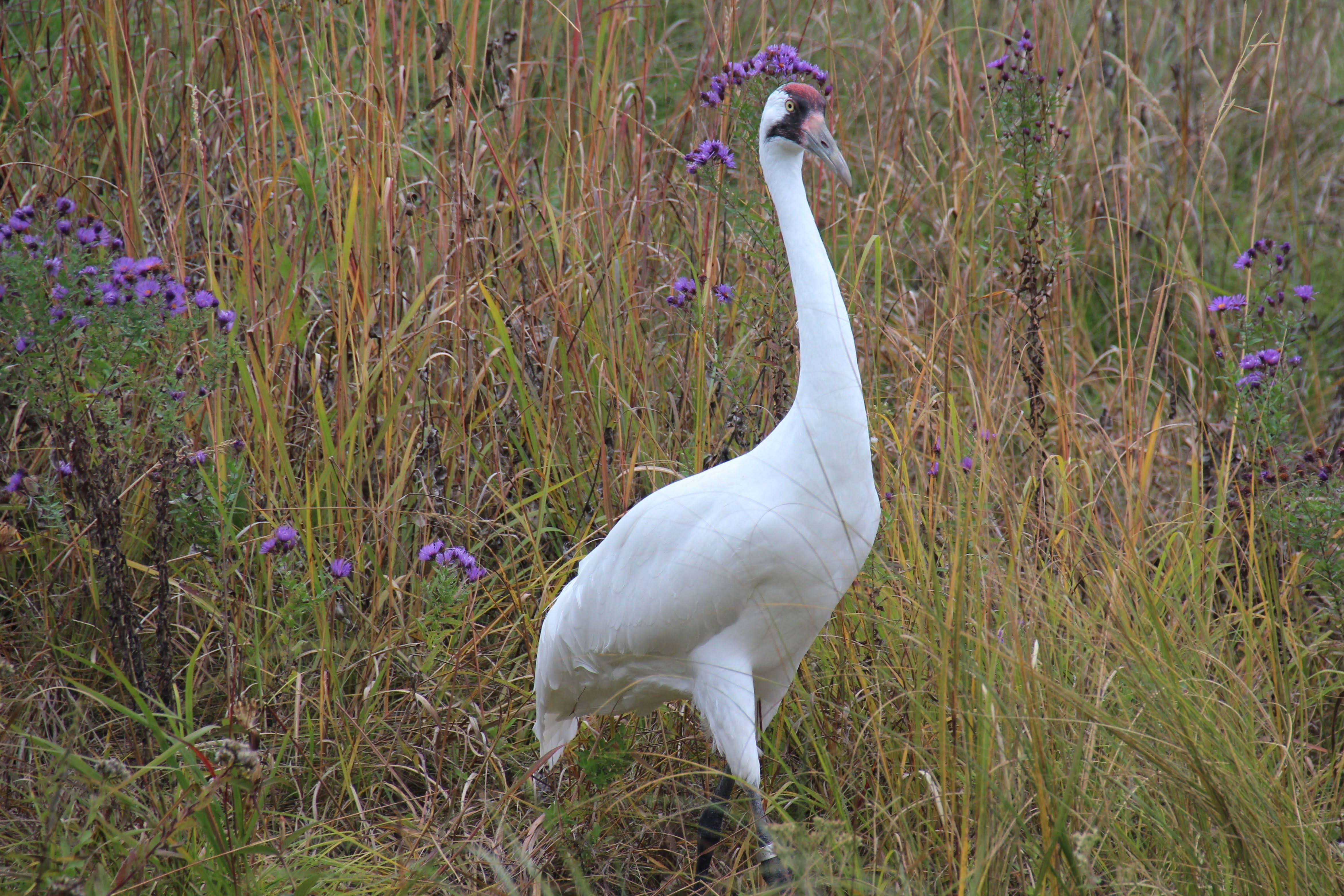 To Behold the Beauty: Still More Cranes