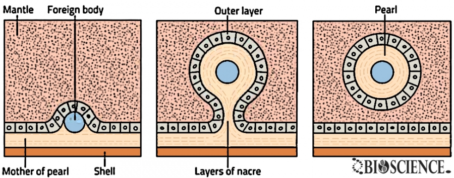 Hantu Laut: Begini Proses Kerang Mutiara Membentuk Butiran Mutiara