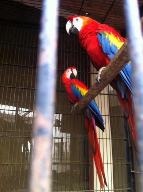 Scarlet Parrot Pair For Sale In Karachi - Pets For Sale In Pakistan
