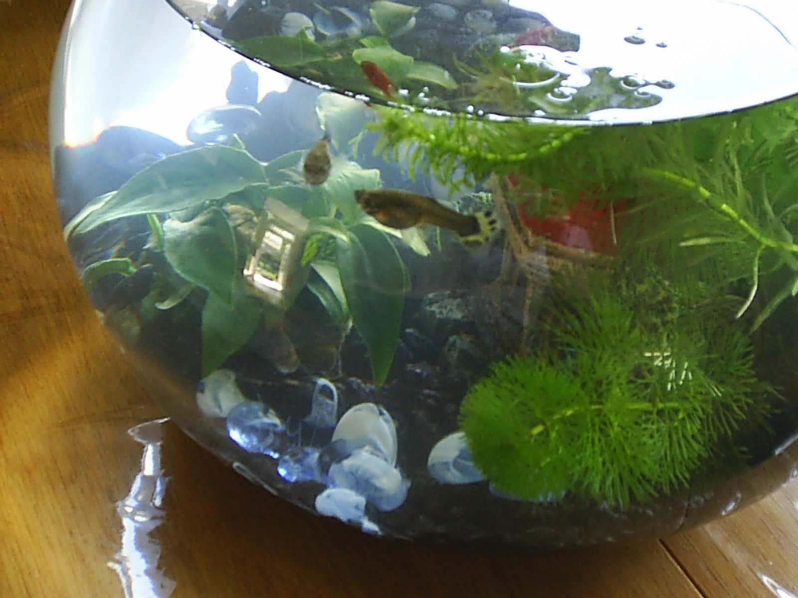 BorduurSter: vissies ! / fishies