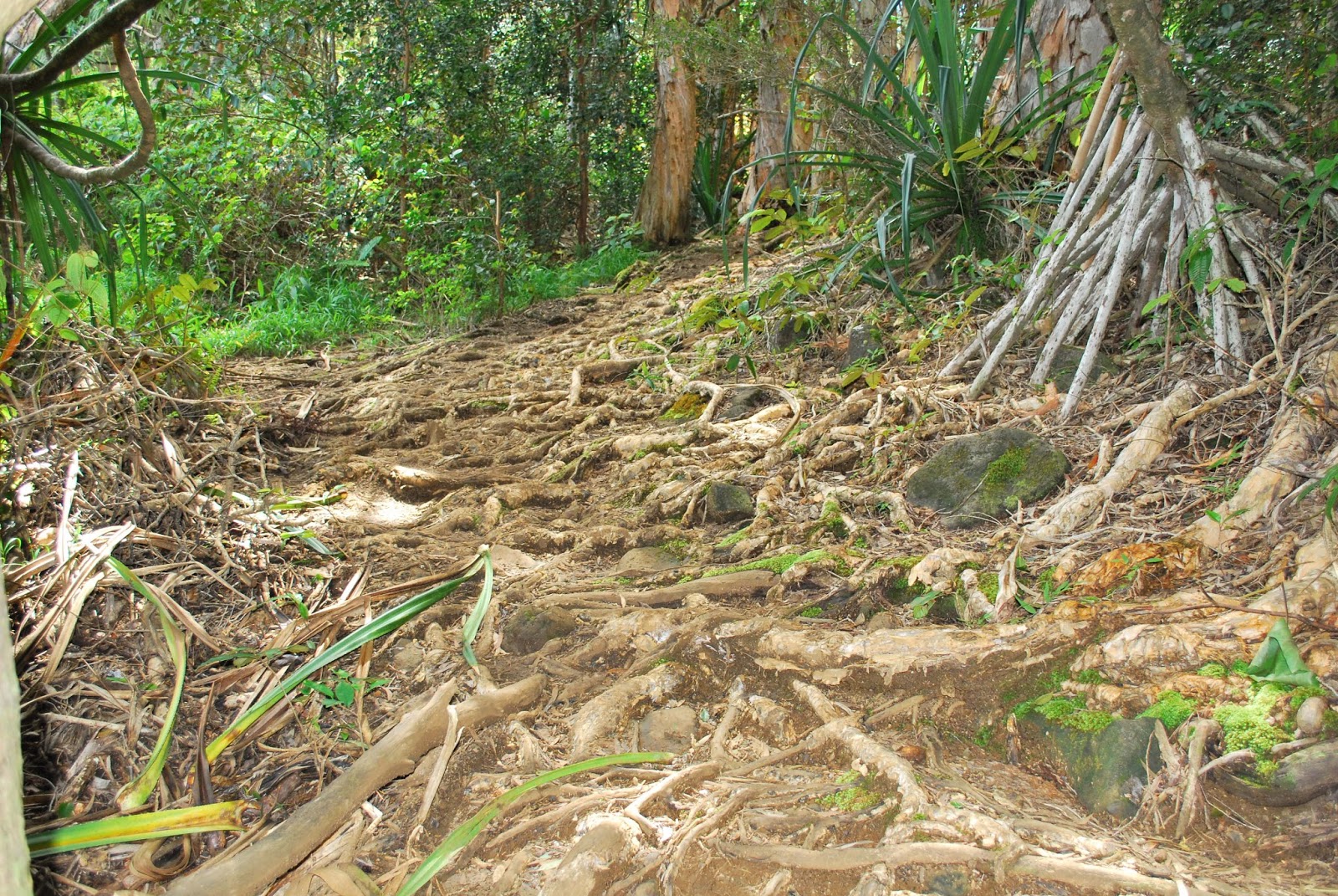 Travels of Note: Hiking Ho’olawa Valley