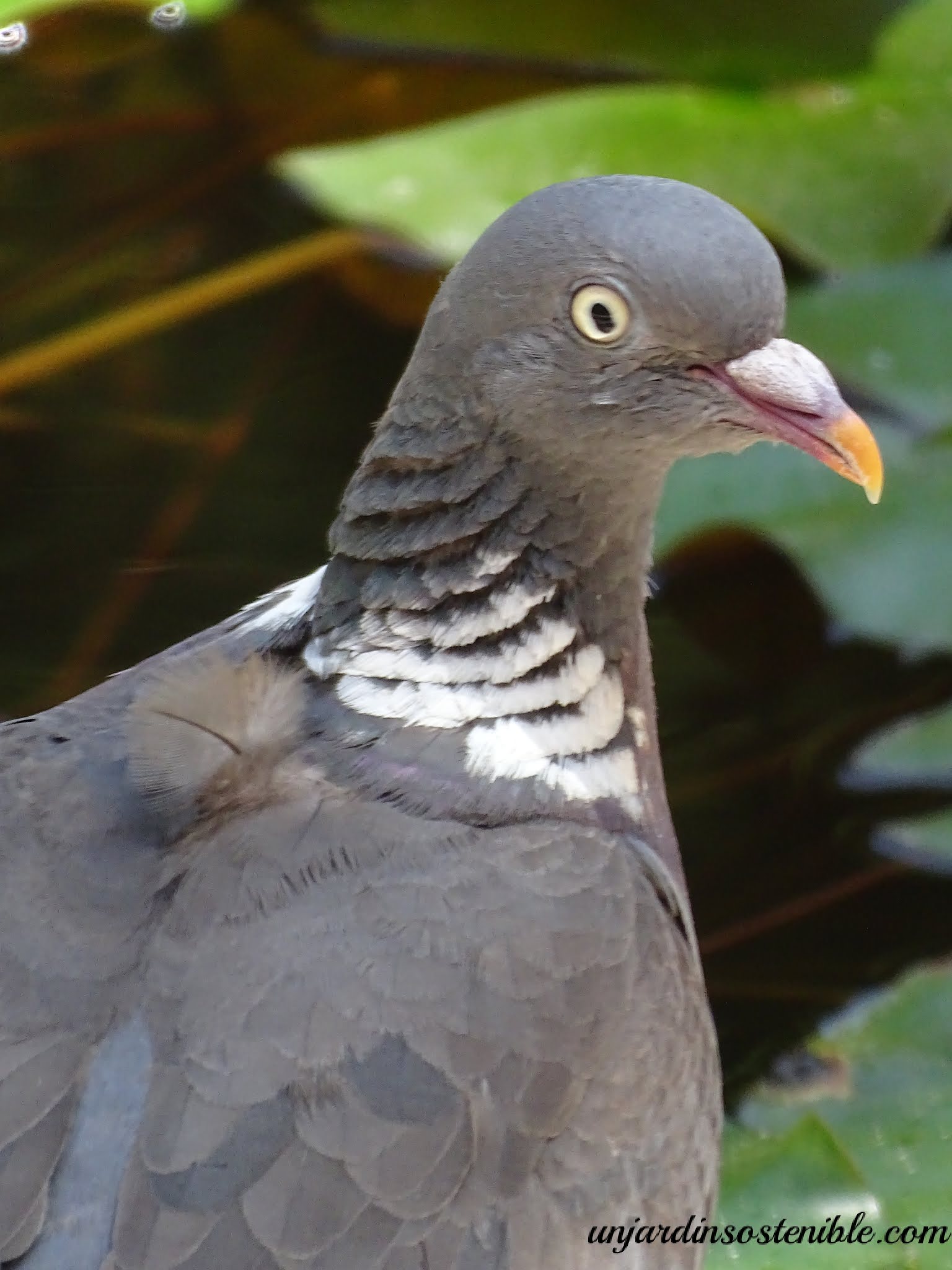 Columba palumbus (Paloma Torcaz)