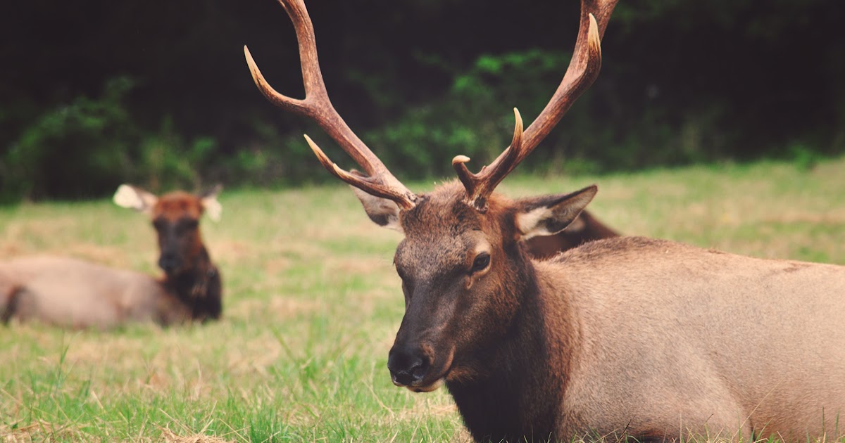 Weird Wonderful Wanderlust: CALIFORNIA: A Gang of Elk