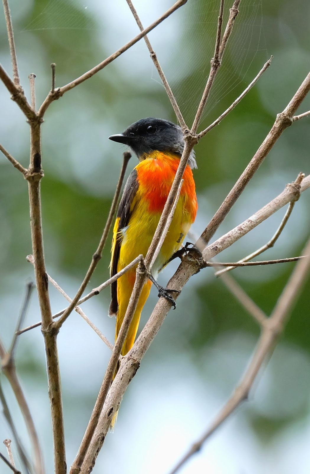 Mike is the name Birding is the game ( Birding in Malaysia - Malaysian ...