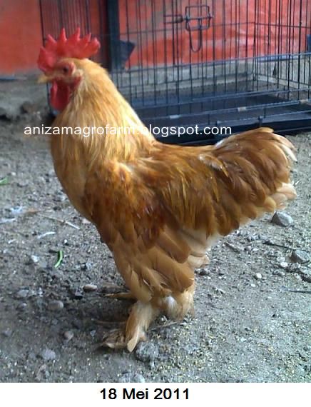 anizam agrofarm: Buff Mini Cochin