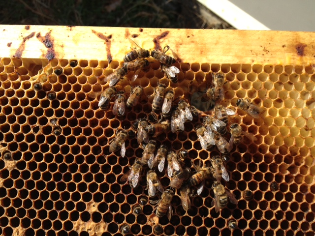 honey and horseshoes: Hungry bees are dead bees, starvation wiped out ...