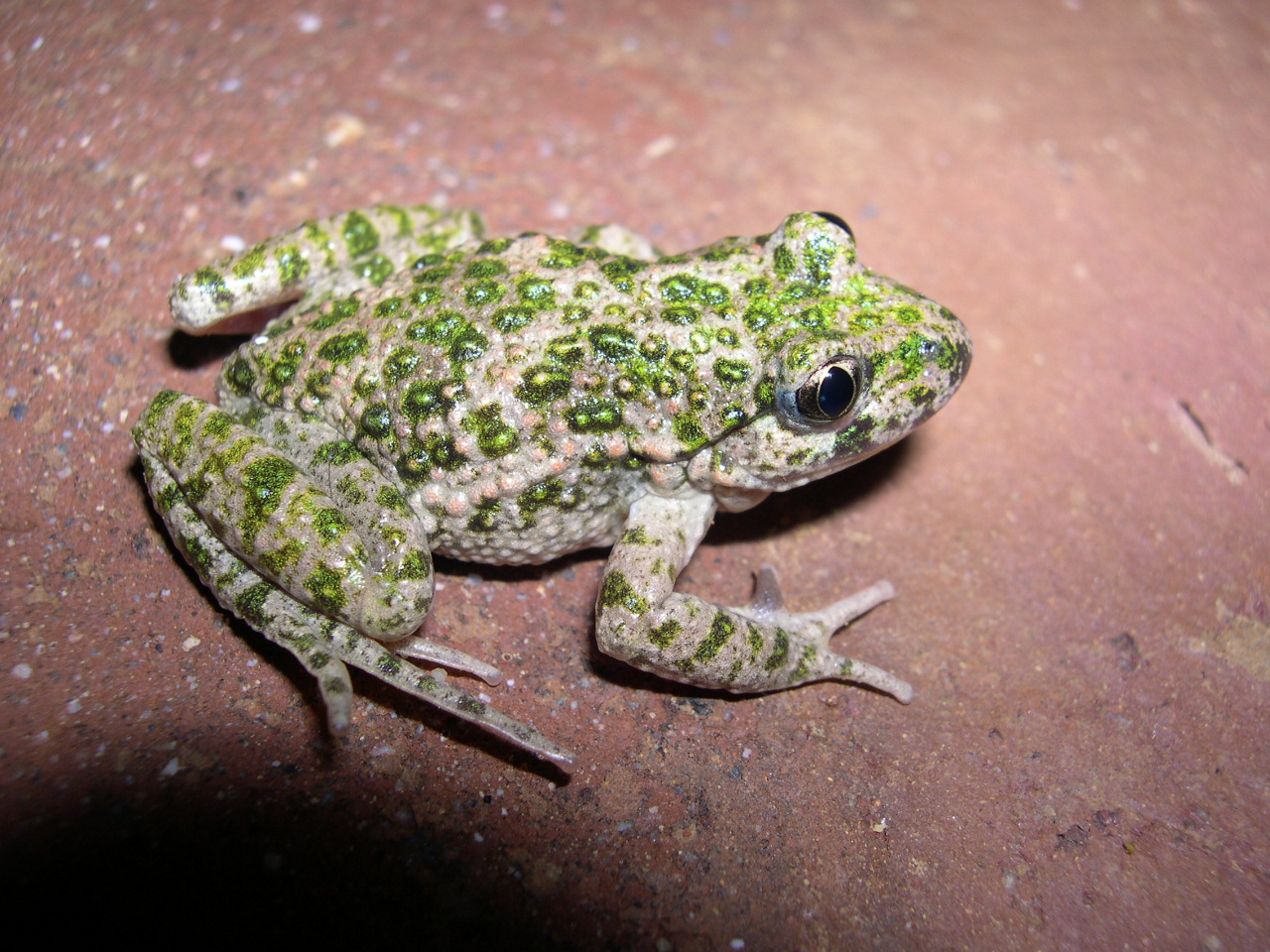 La herpetofauna de Zamora: Pelodytes punctatus