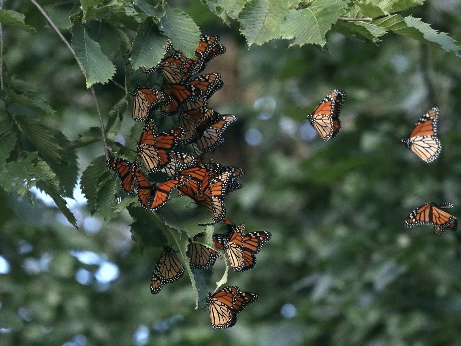 NATURE NOTES: MONARCH BUTTERFLY TREE