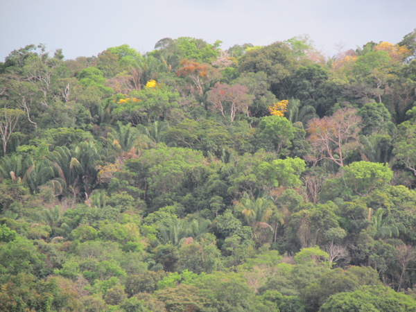 selva tropical: clima