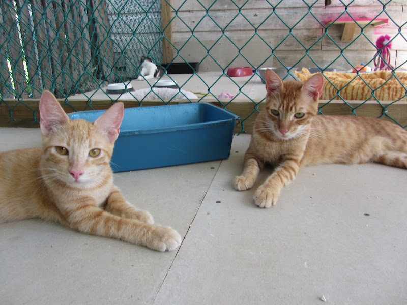 Let The Cats Play! A HUGE Cattery Donated to SAGA and How You Can Help ...