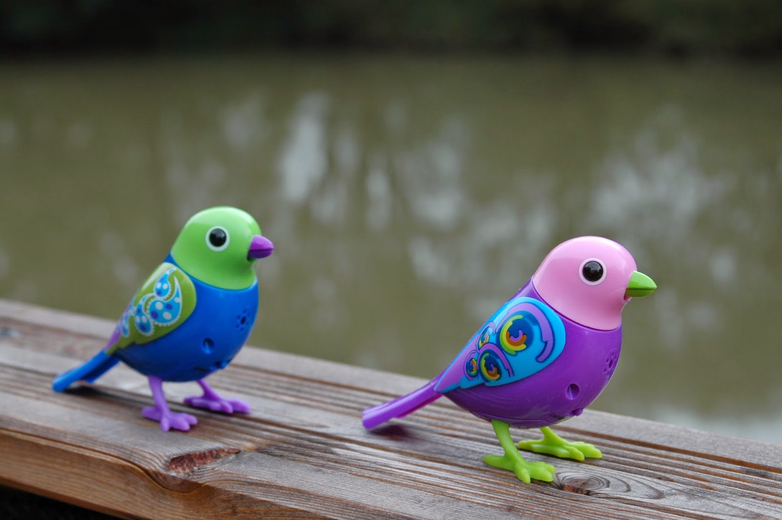 Ces doux moments: Comme un Digibird sur la branche ! (Un Digibird à gagner)