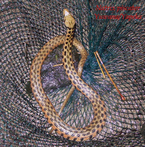 Urban Wildanimal: Ular Macan Air / Bluwuk Macan