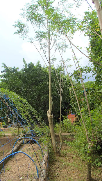 Xtremehorticulture of the Desert: Where Can I Get a Moringa Tree?