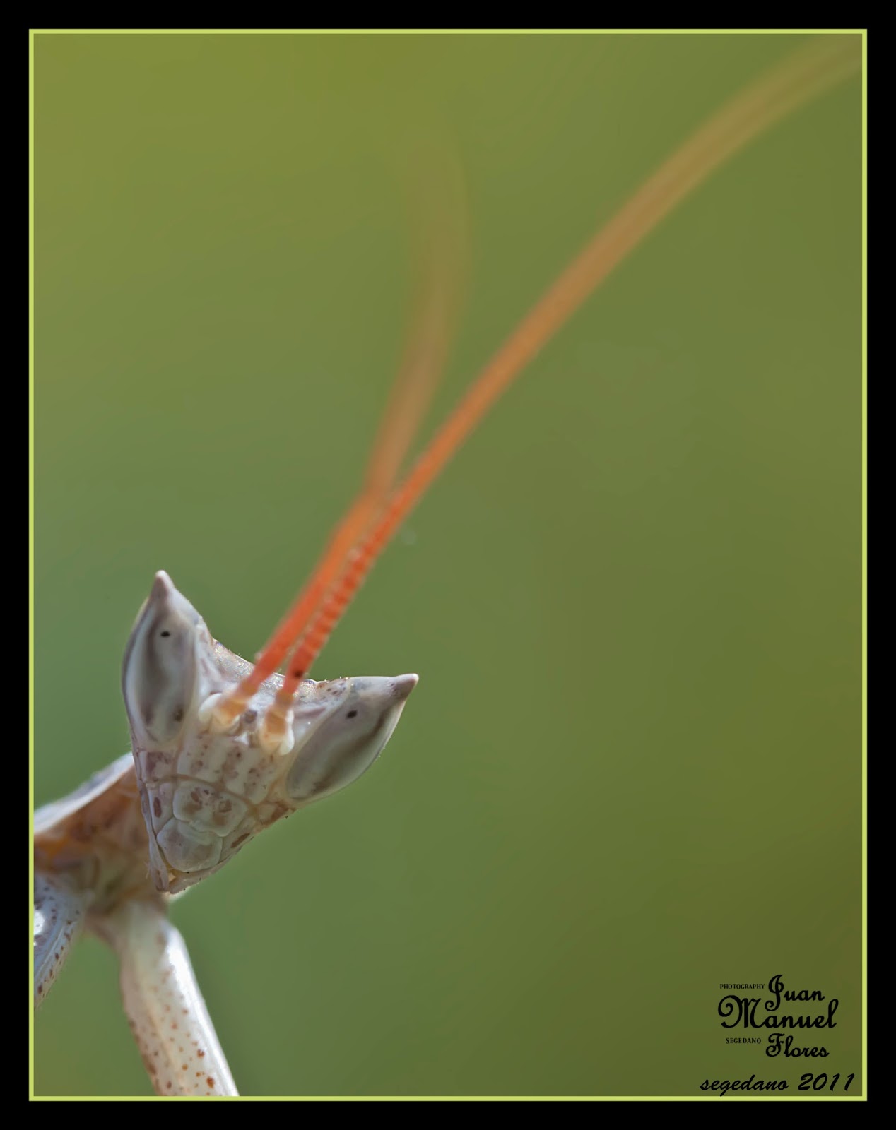 DIARIO DE UNA MIRADA: APTEROMANTIS APTERA