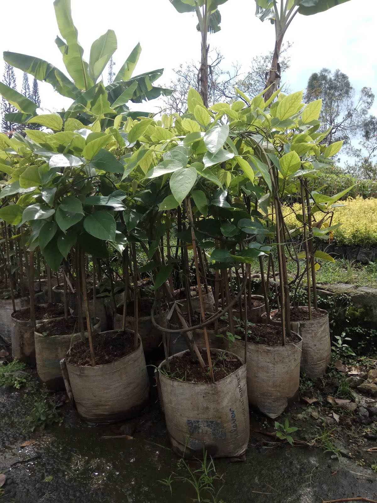 TAMAN INDAH PESONA: Tanaman Merambat