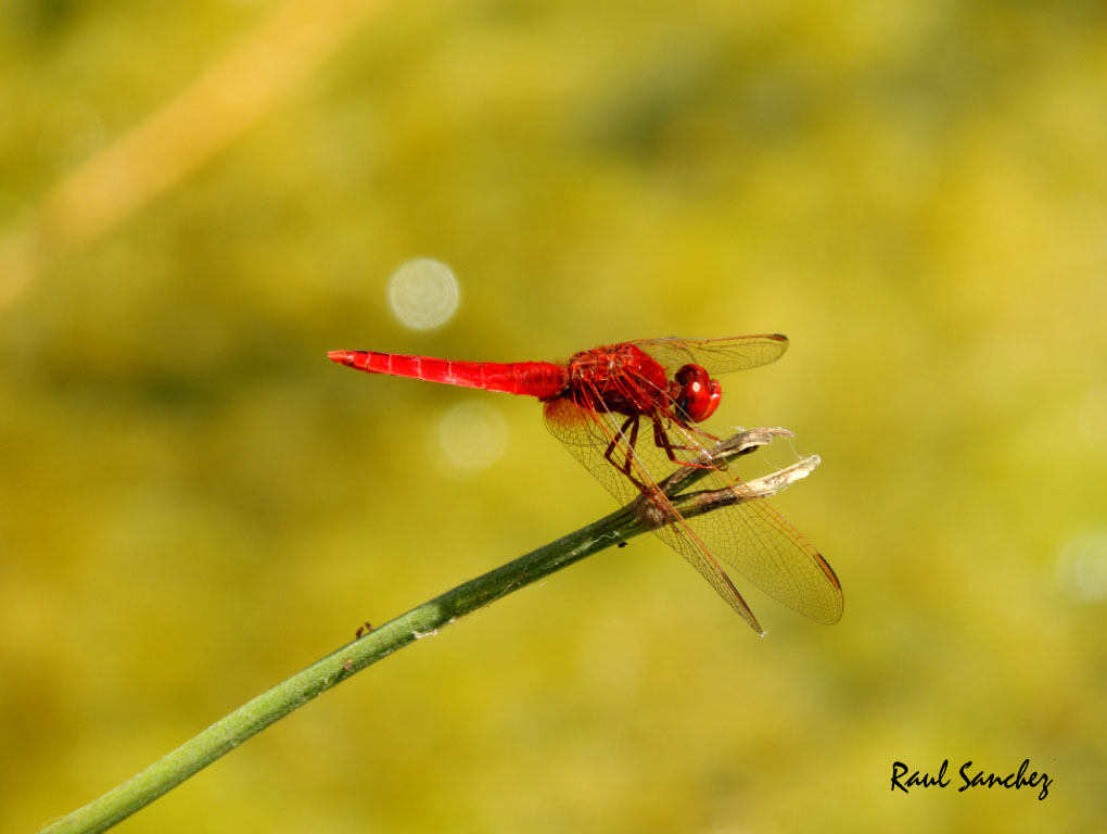 Naturaleza Viva : Libélula roja (Sympetrum sanguineum)