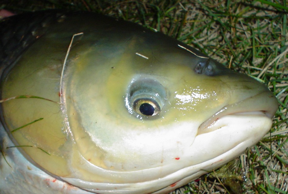 FishnDave: OBN - Up Close & Personal (Macro Shots)