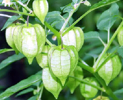 7 Benefits of Ciplukan Leaves For Health